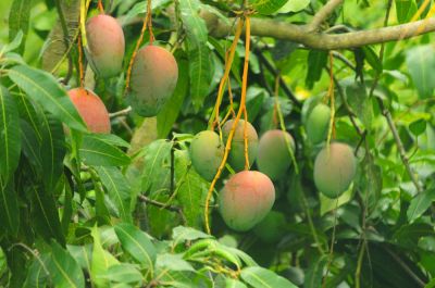 Expert Mango Pruning Services for Healthier Fruit Growth